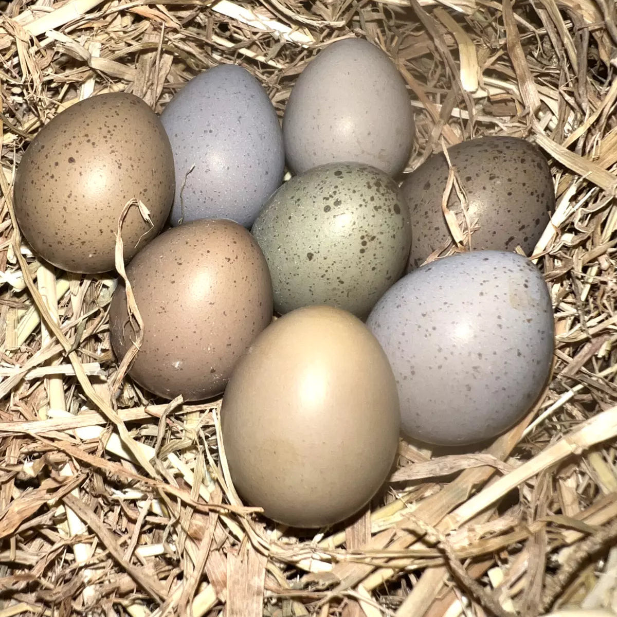 Button Quail / Chinese Painted Quail Hatching Eggs – button quail eggs